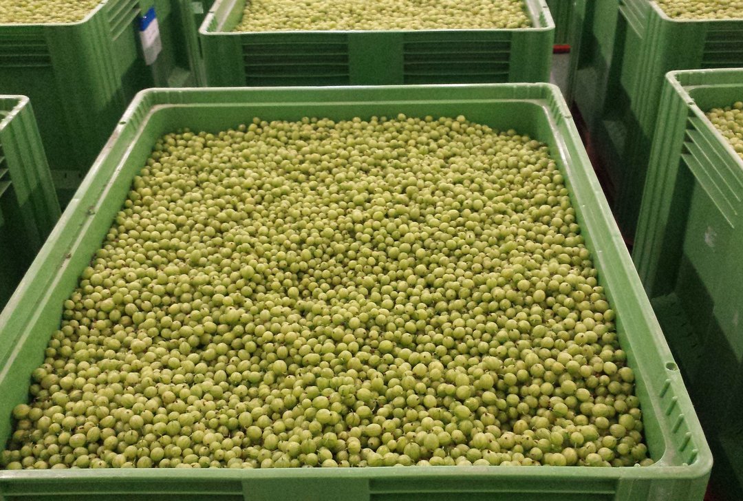 Wholesale Gooseberry from Frutline